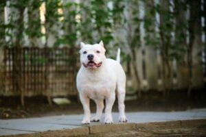 How To Handle An Unleashed Dog